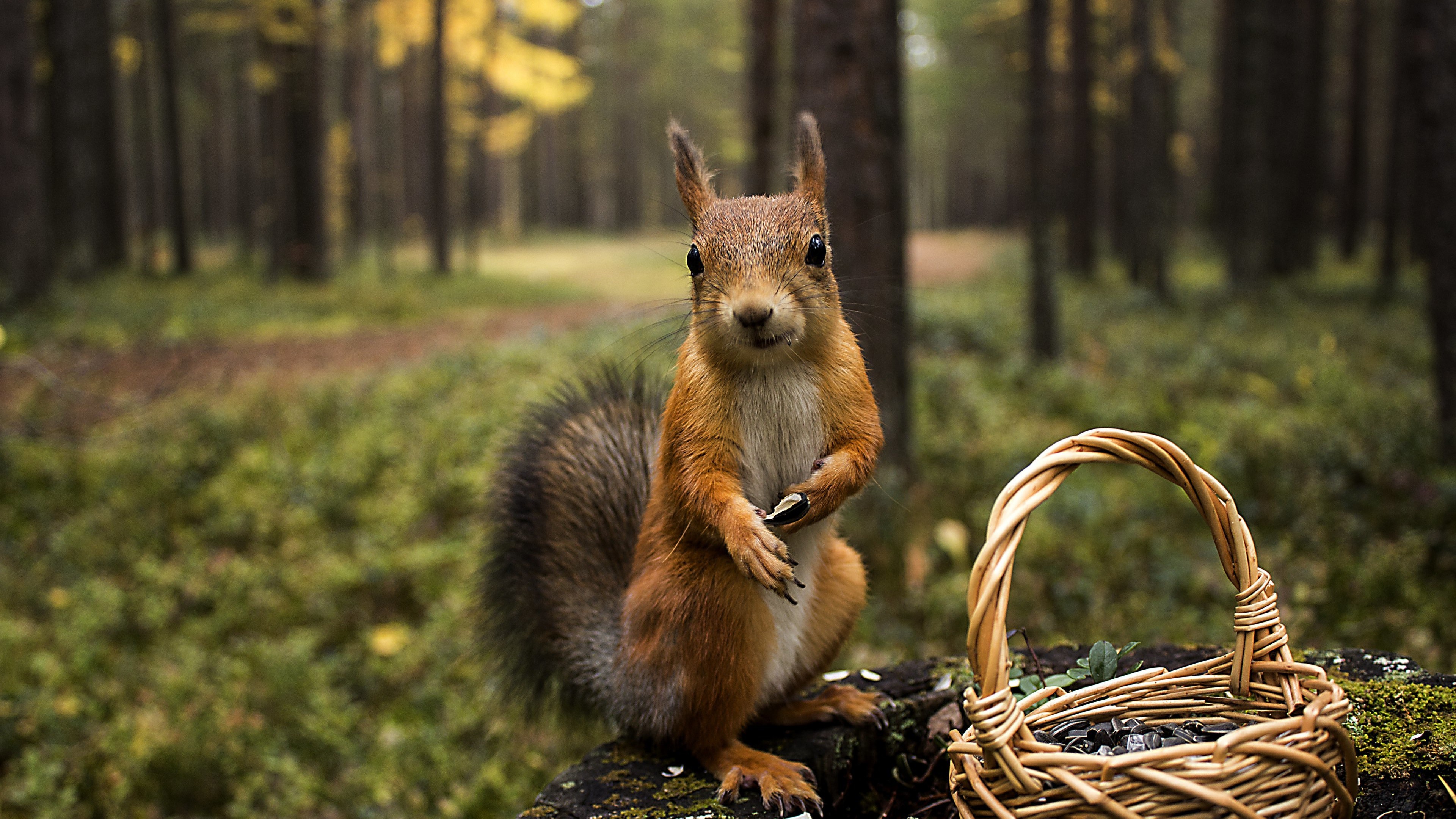 Download Red Squirrel HD wallpaper for 4K 3840 x 2160 - HDwallpapers.net